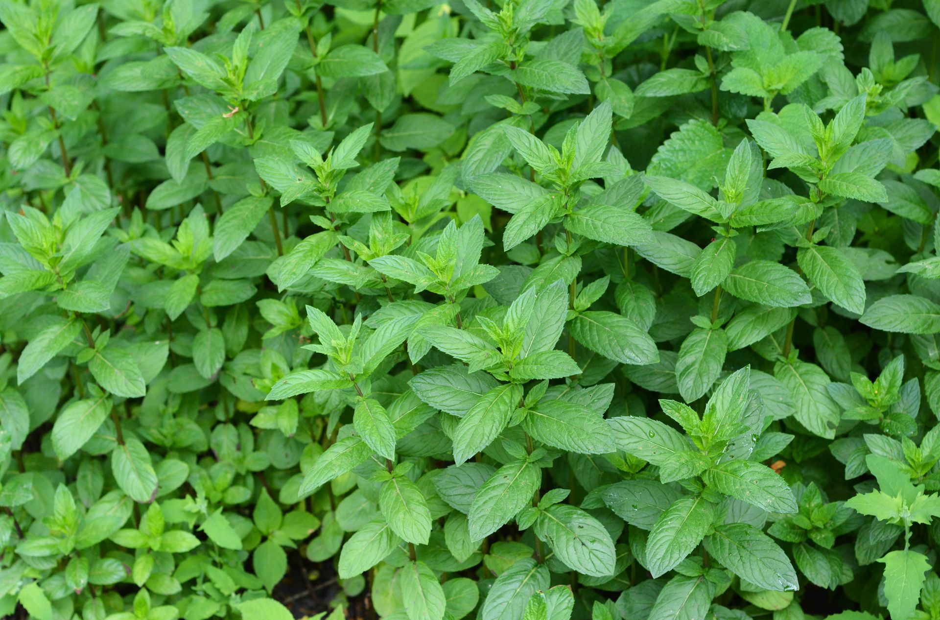 Mentha x Piperita L. 'Peppermint' | Boricultura